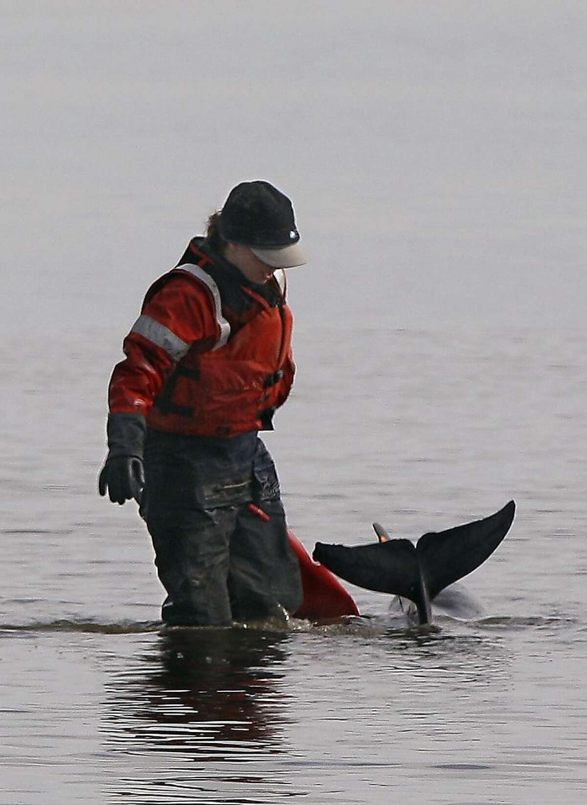 10 beached dolphins rescued at Cape Cod