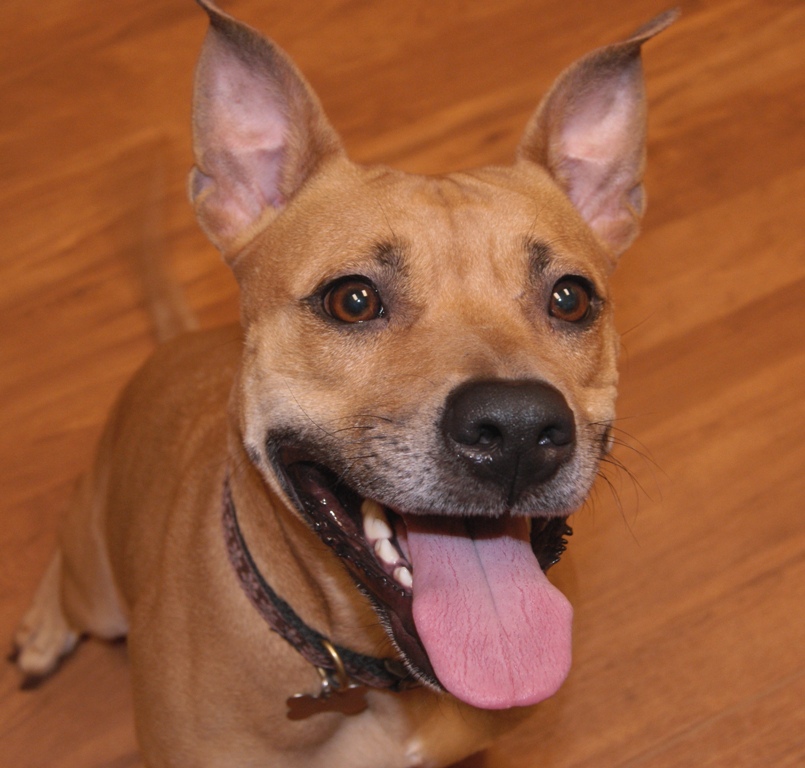 Pethouse Pet of the Week: Patty