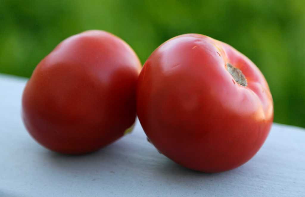 Tomatoes are a rodeo tradition