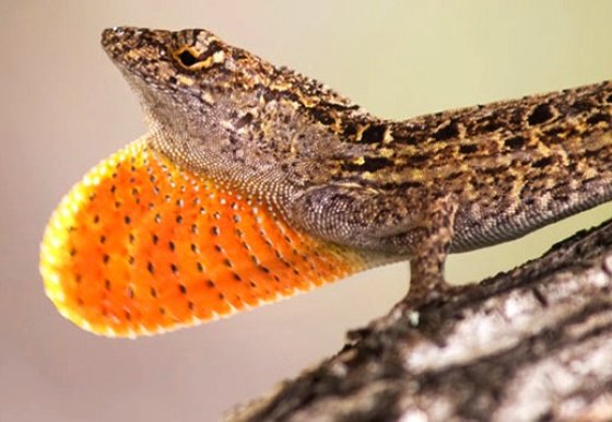 Lizard evolution studied by scientists