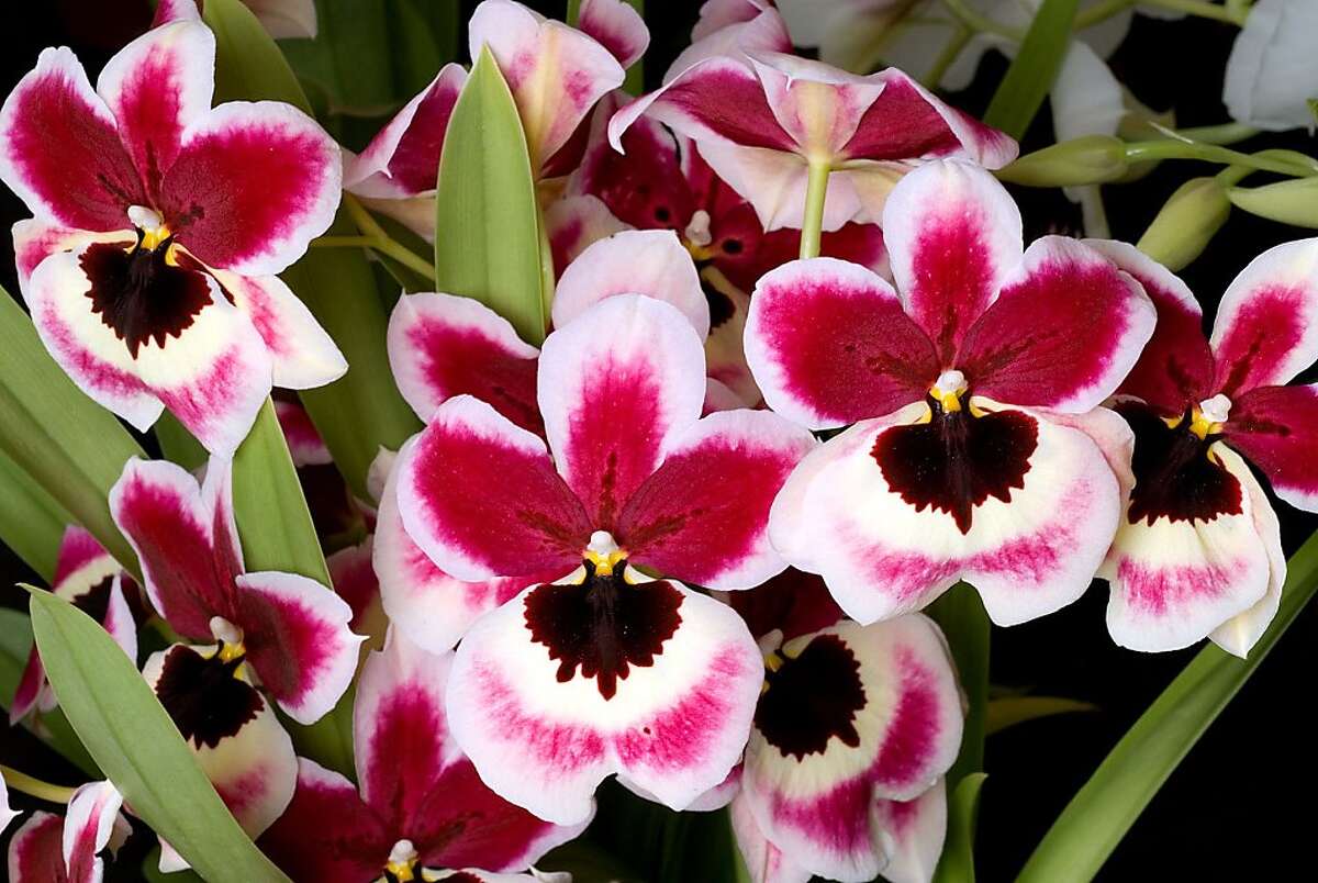 Miltoniopsis a charming tropical orchid