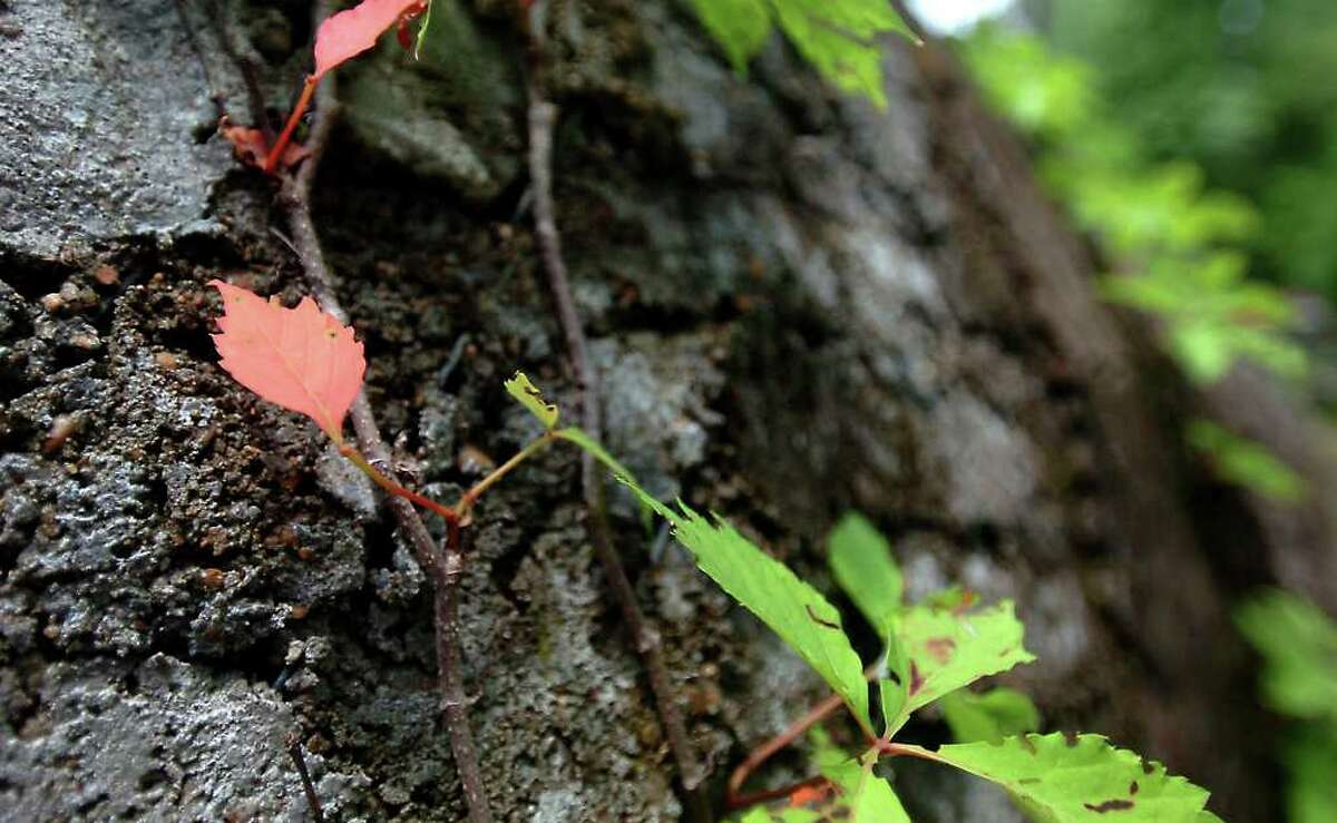 Local artist, sculptor Charlie Stagg dies