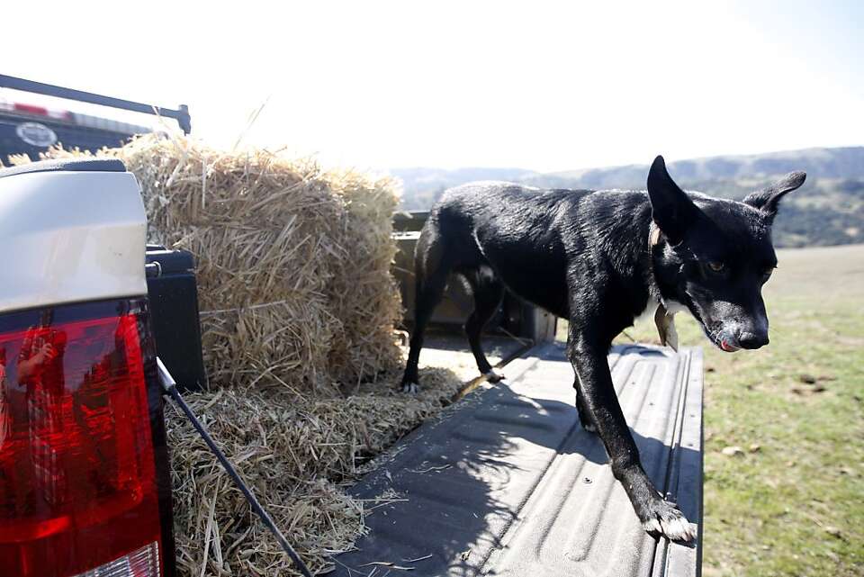Cattle ranchers find themselves alone on the range