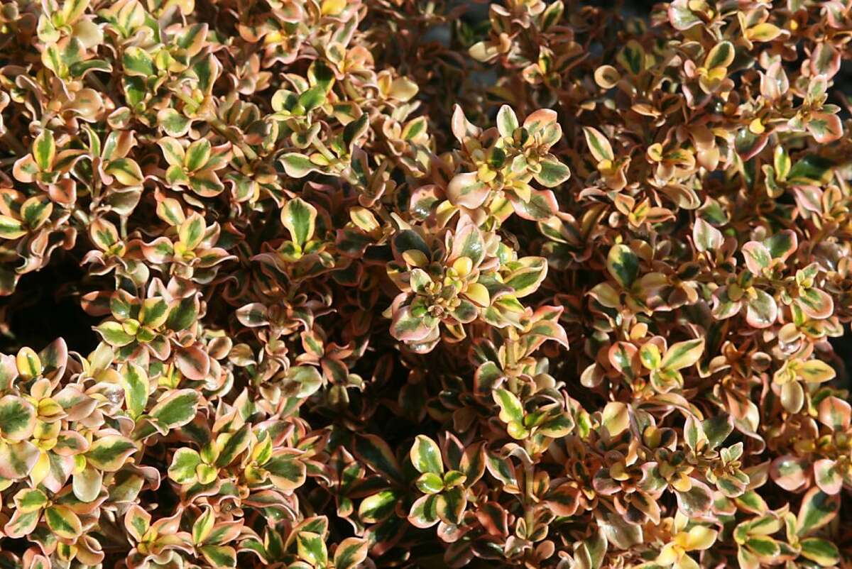 Coprosma 'Rainbow Surprise' a bright mirror plant