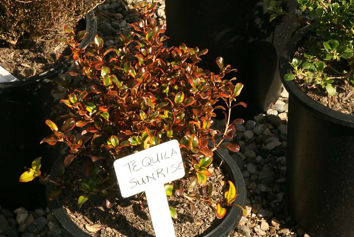 Coprosma 'Rainbow Surprise' a bright mirror plant