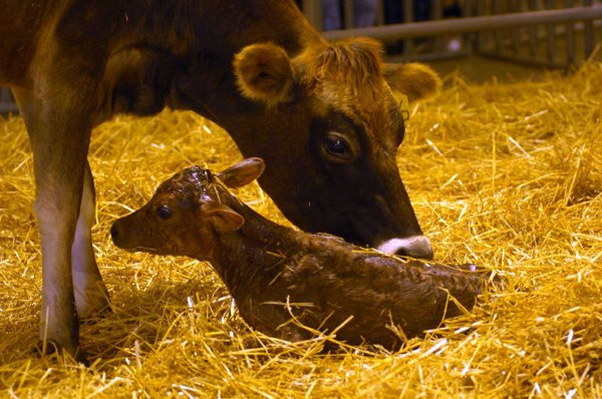 Your survival guide to RodeoHouston 2016