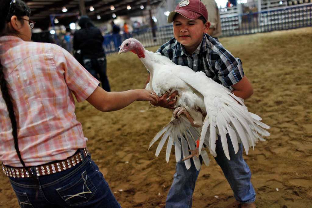 Talkin' turkey at the rodeo