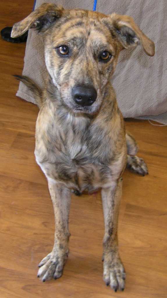 Pethouse Pet of the Week