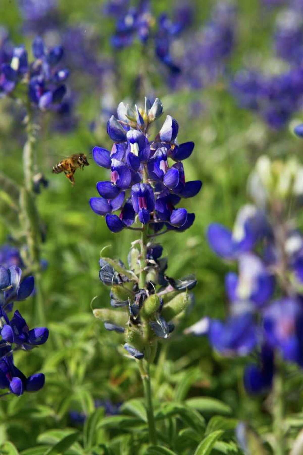 Huge bluebonnet plants prompt bright wildflower forecast