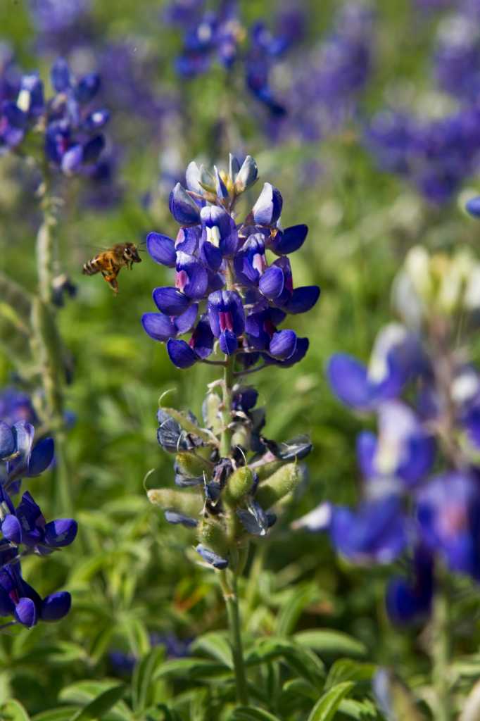 Huge bluebonnet plants prompt bright wildflower forecast