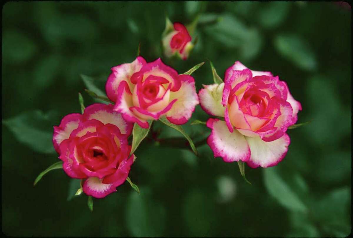 Huge bluebonnet plants prompt bright wildflower forecast