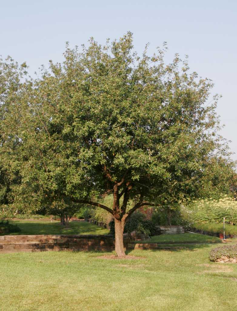 Native and Mexican oaks are notable additions to home gardens