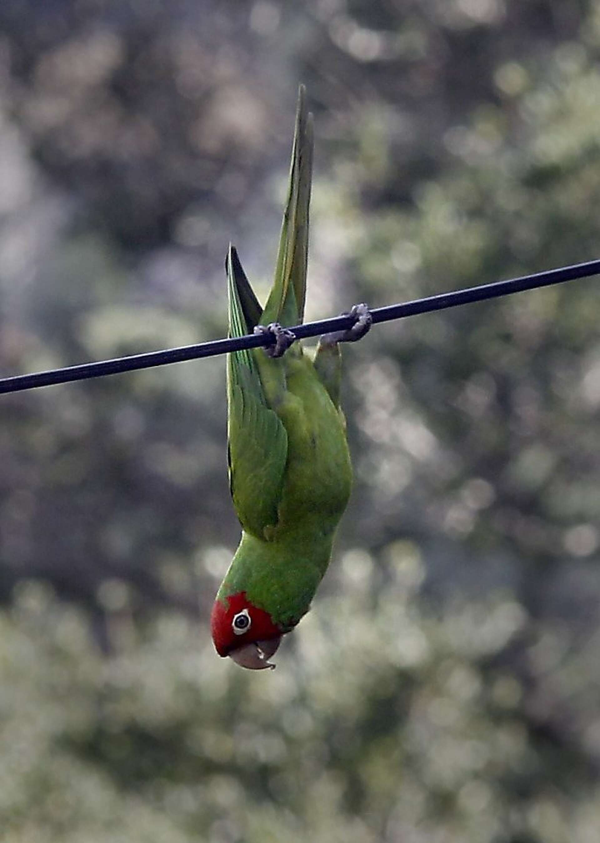 S.F.'s parrots join flight to the suburbs