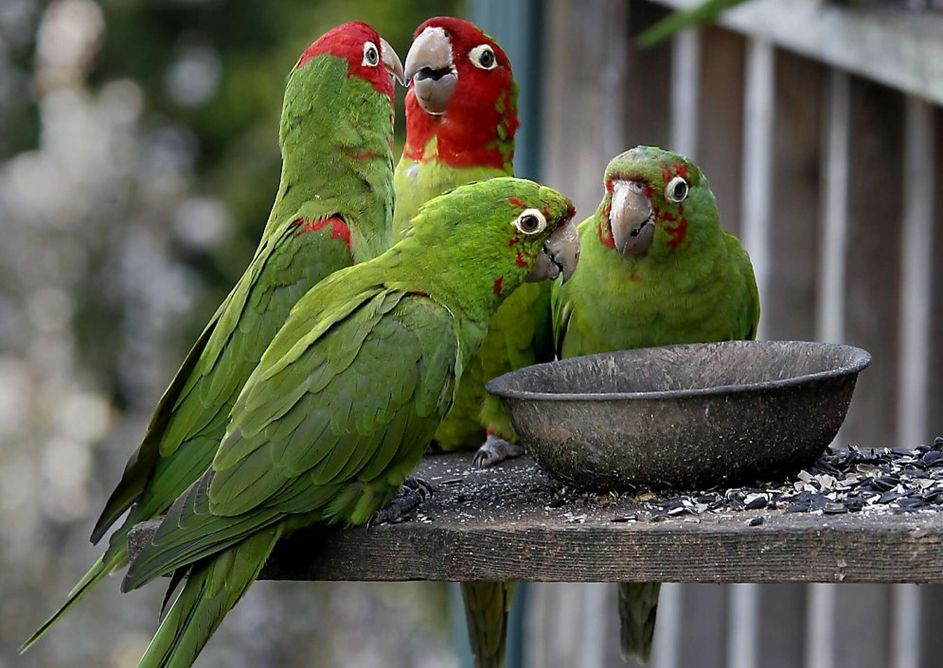 S.F.'s parrots join flight to the suburbs