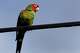 S.F.'s parrots join flight to the suburbs