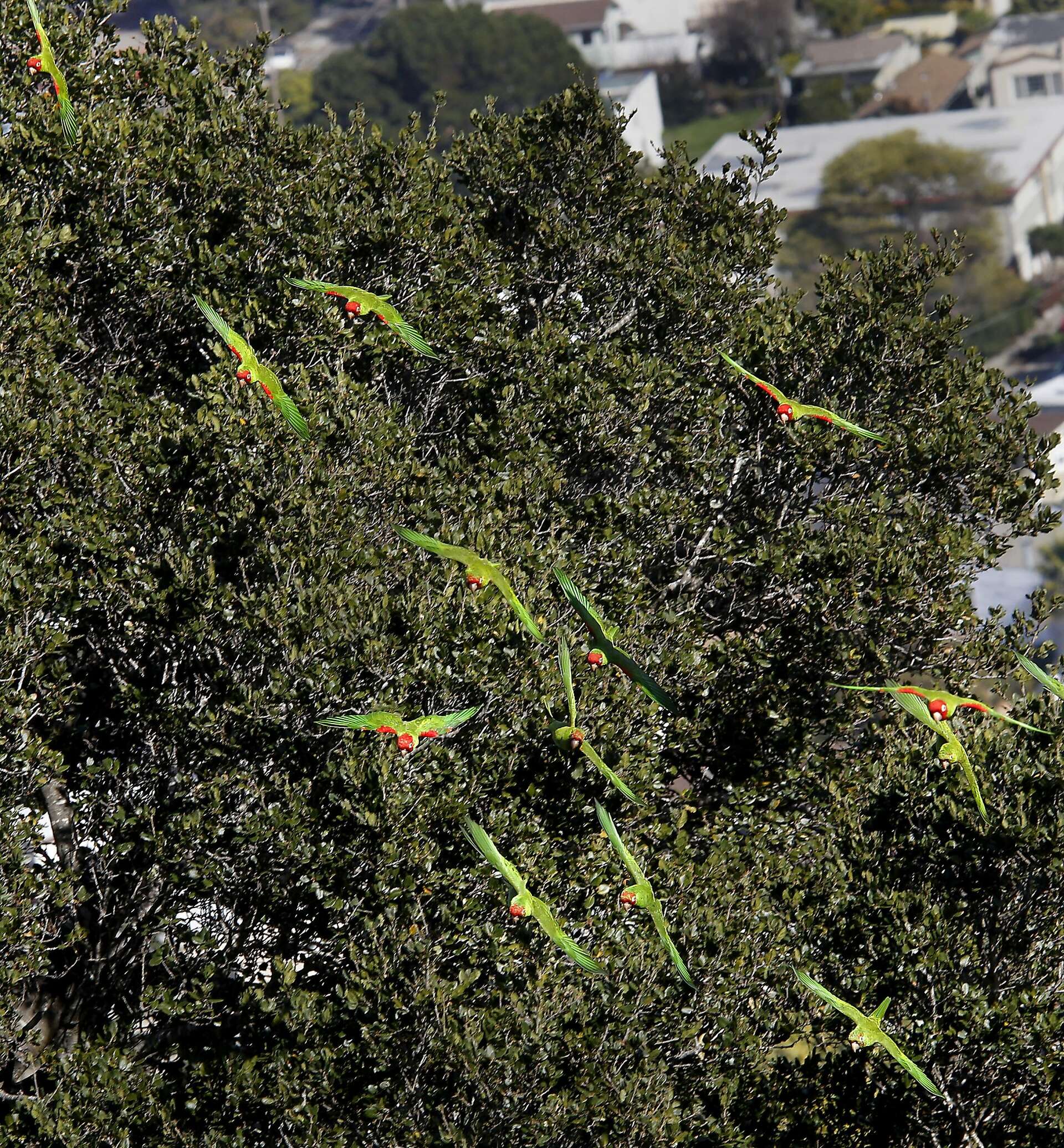 S.F.'s parrots join flight to the suburbs