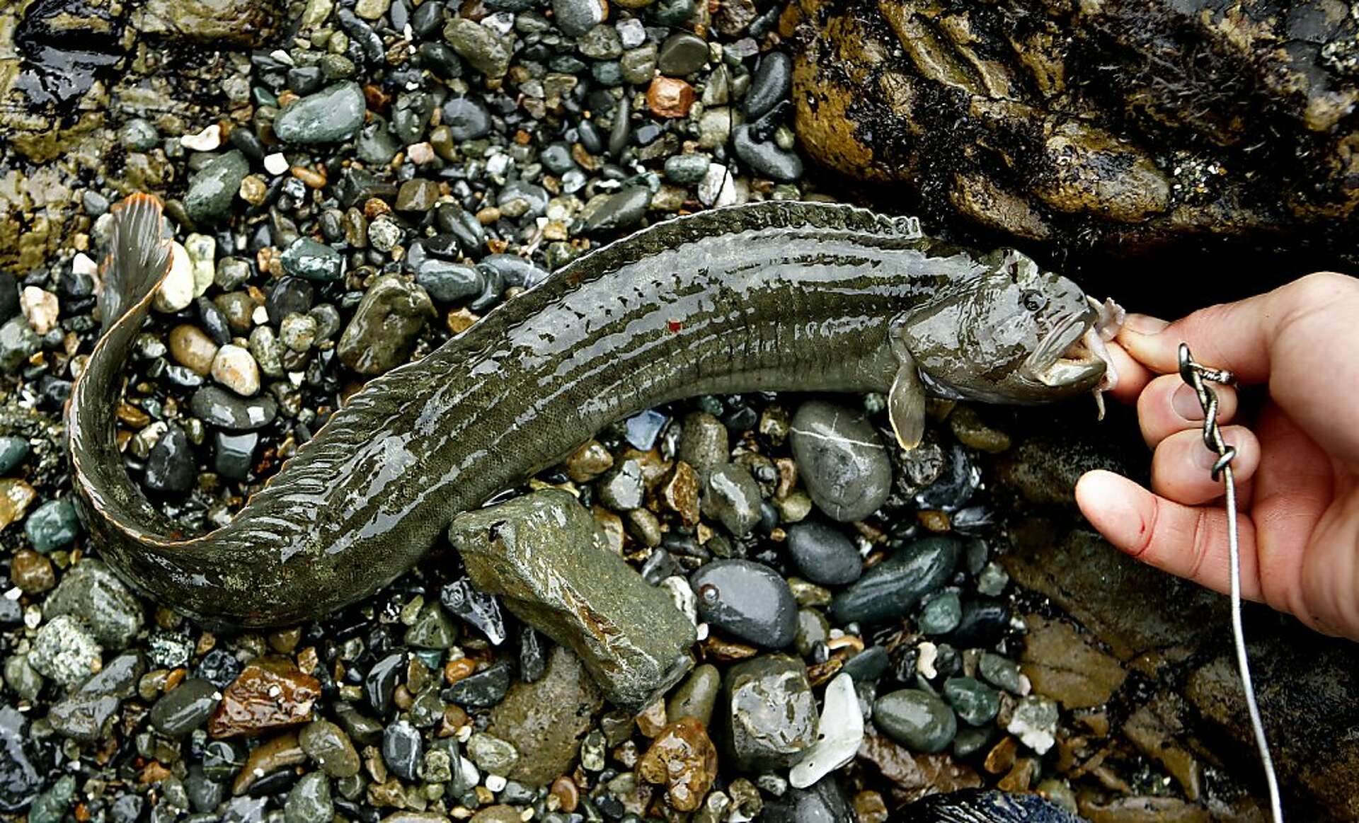 Monkeyface eel becoming a star on dinner platters