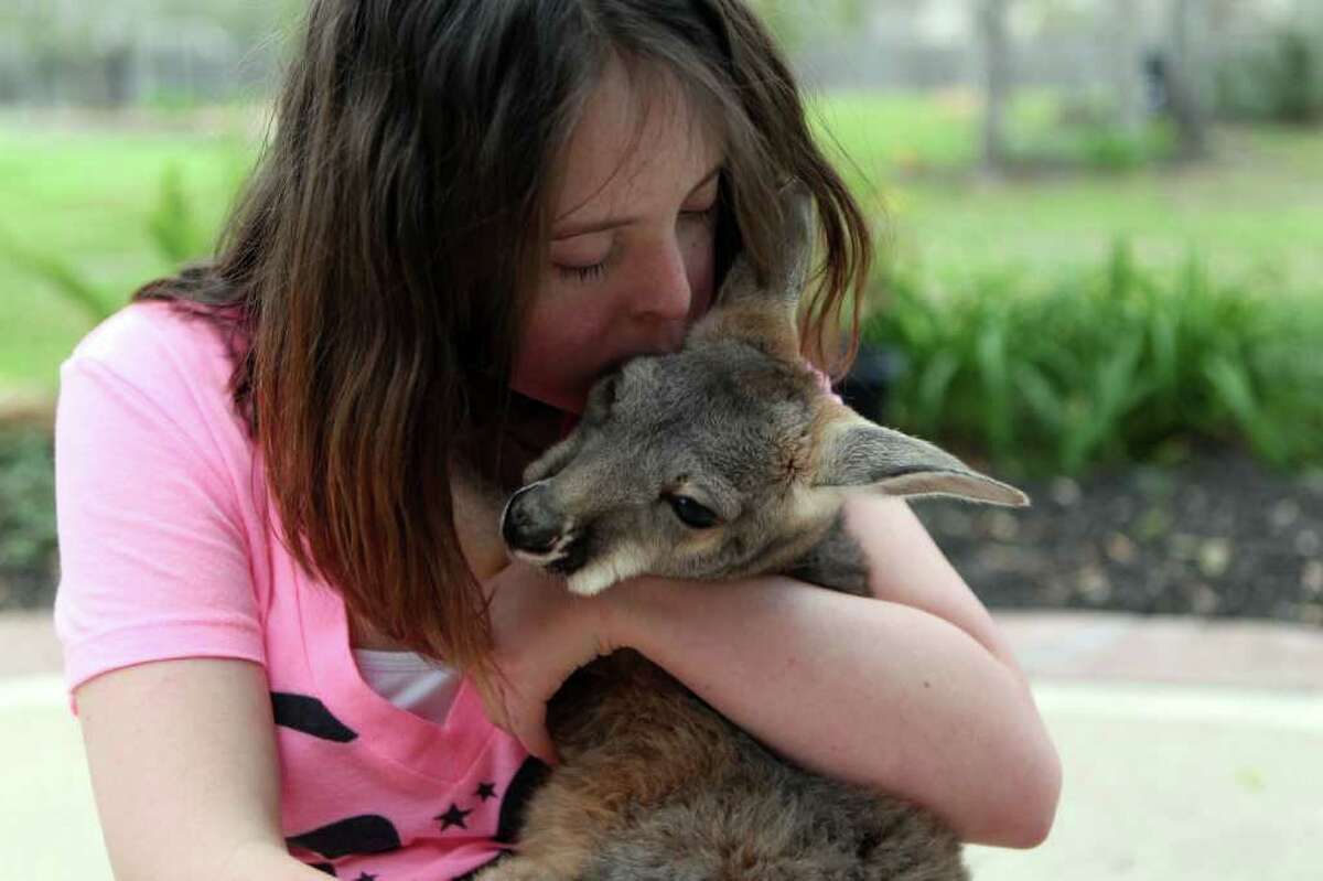 HOA lets kangaroo stay with Spring family after all