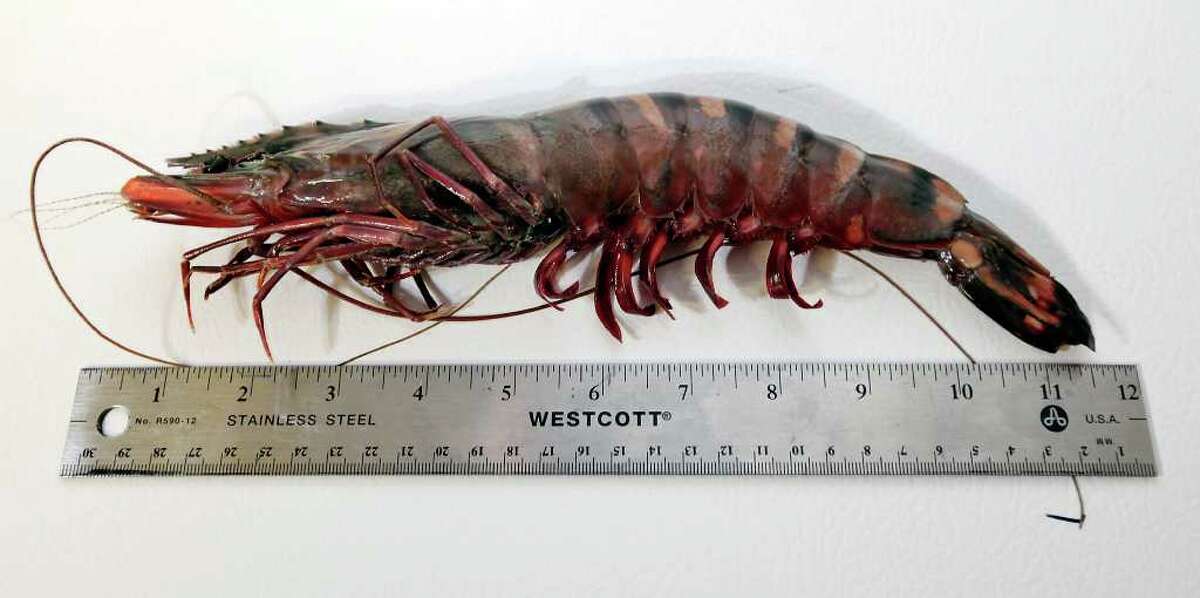 Tiger shrimp hunted in Gulf