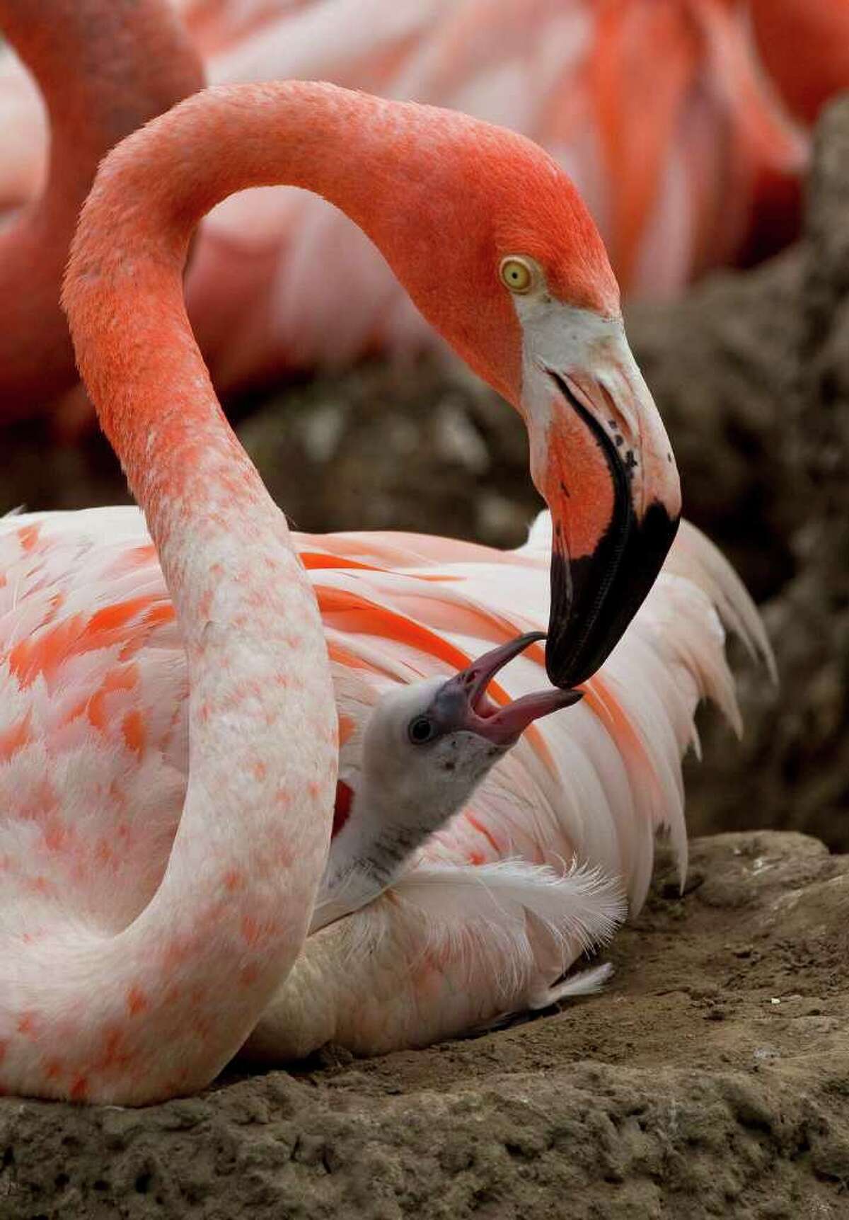 Where to see creatures in the wild