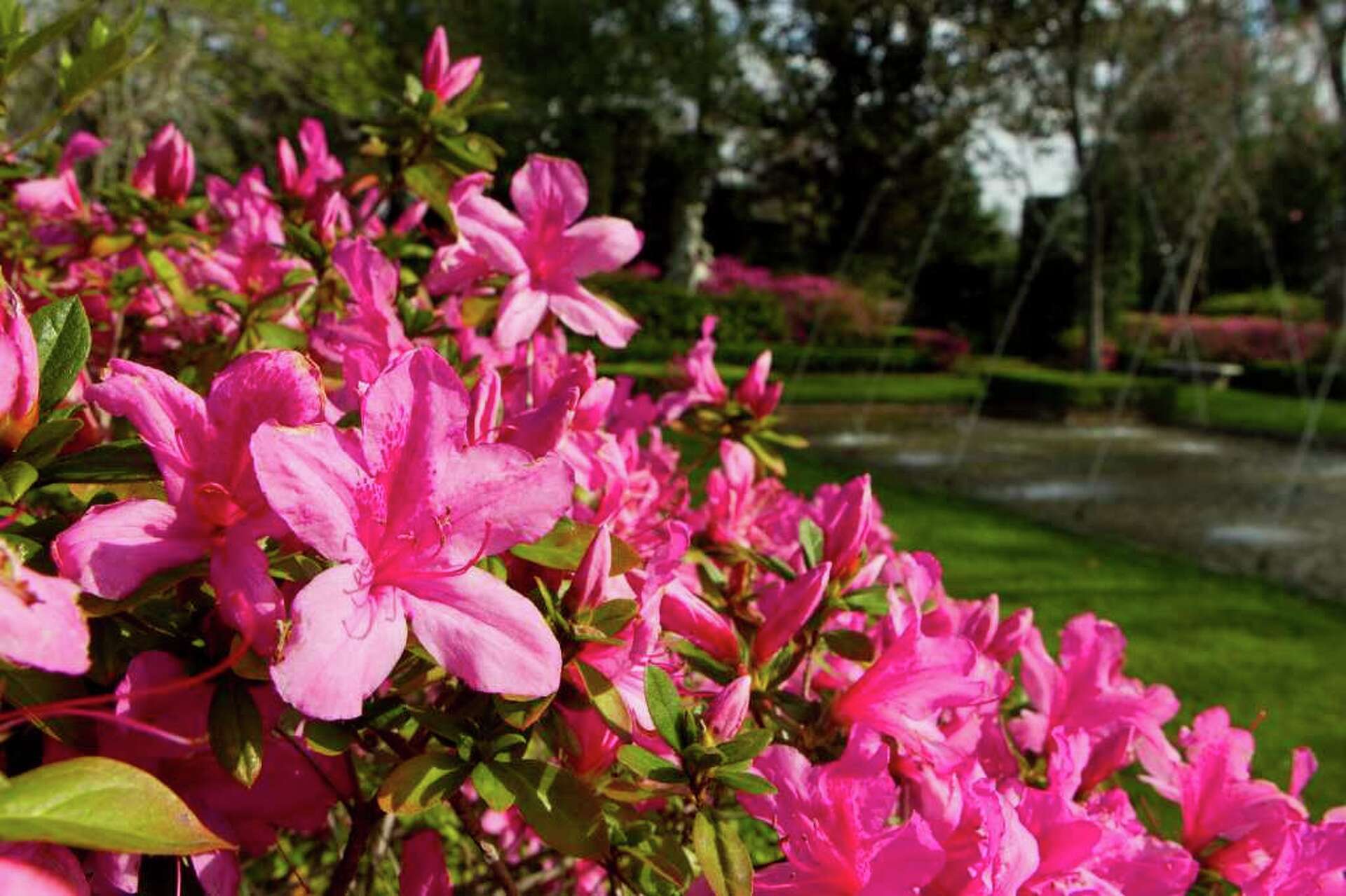 77th annual Azalea Trail will be pink - and green