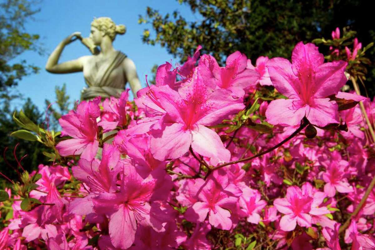 77th annual Azalea Trail will be pink - and green