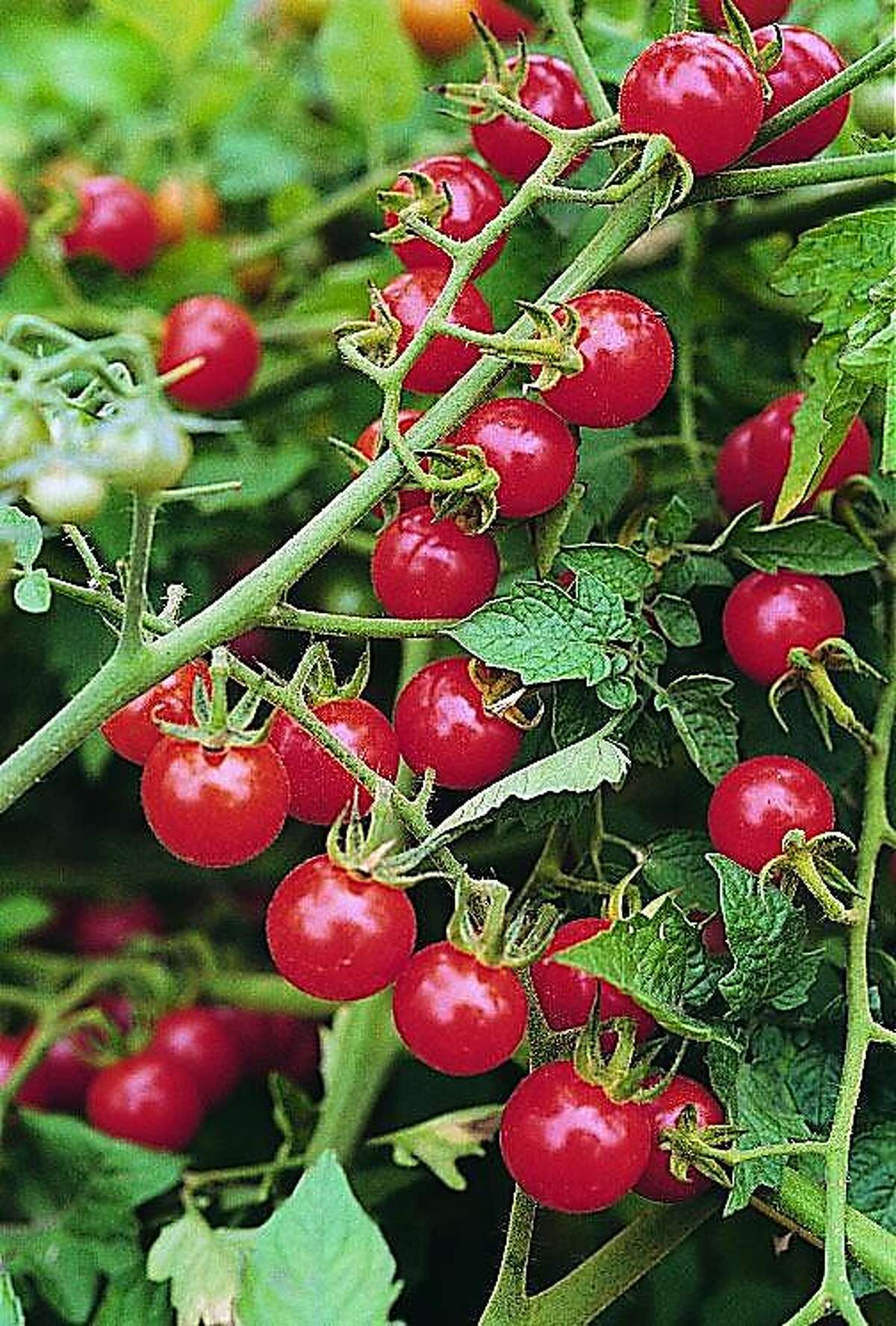 Fighting back on late blight of tomato and potato