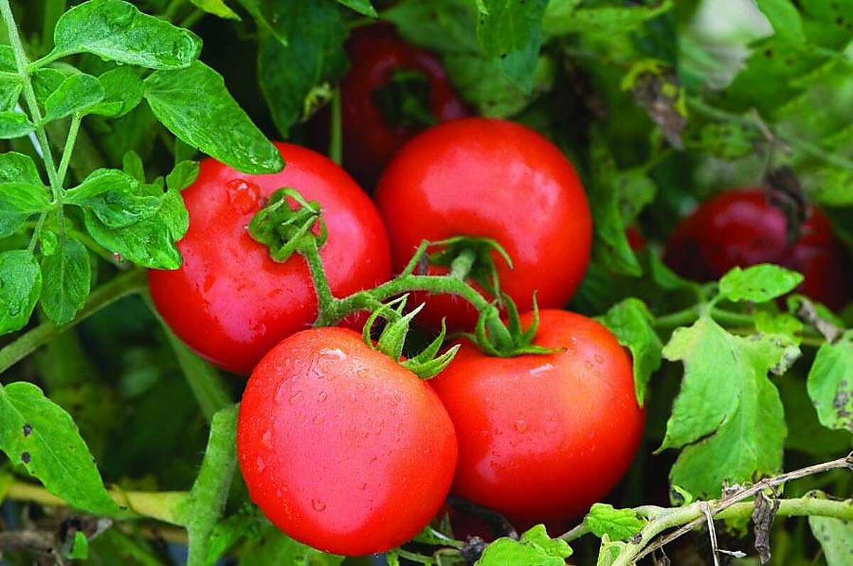 Fighting back on late blight of tomato and potato
