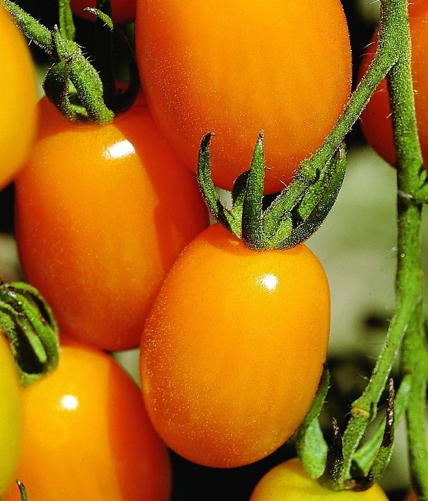 Fighting back on late blight of tomato and potato