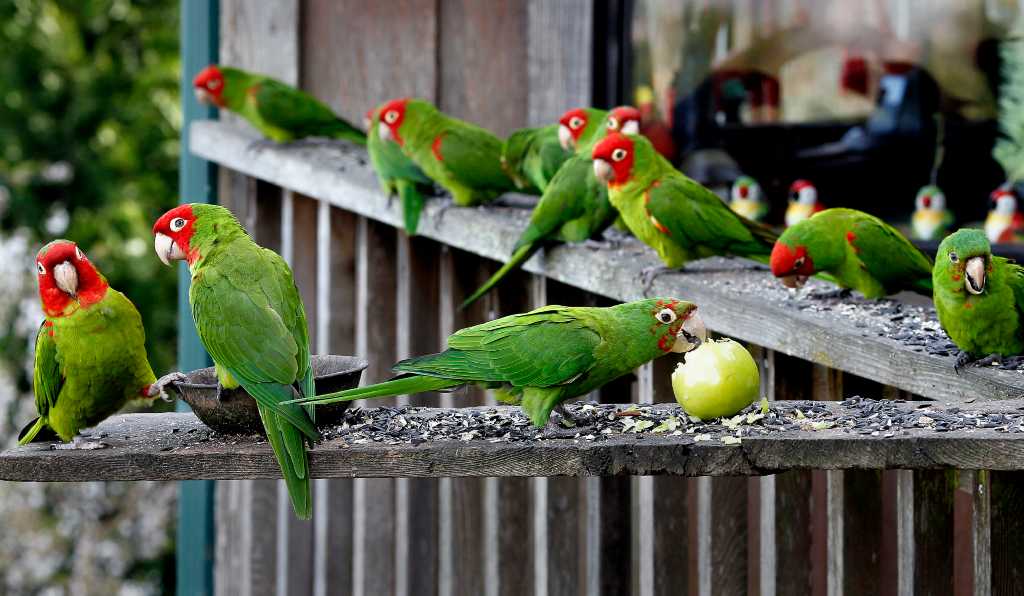 Wild parrots of Telegraph Hill find a home in suburbs