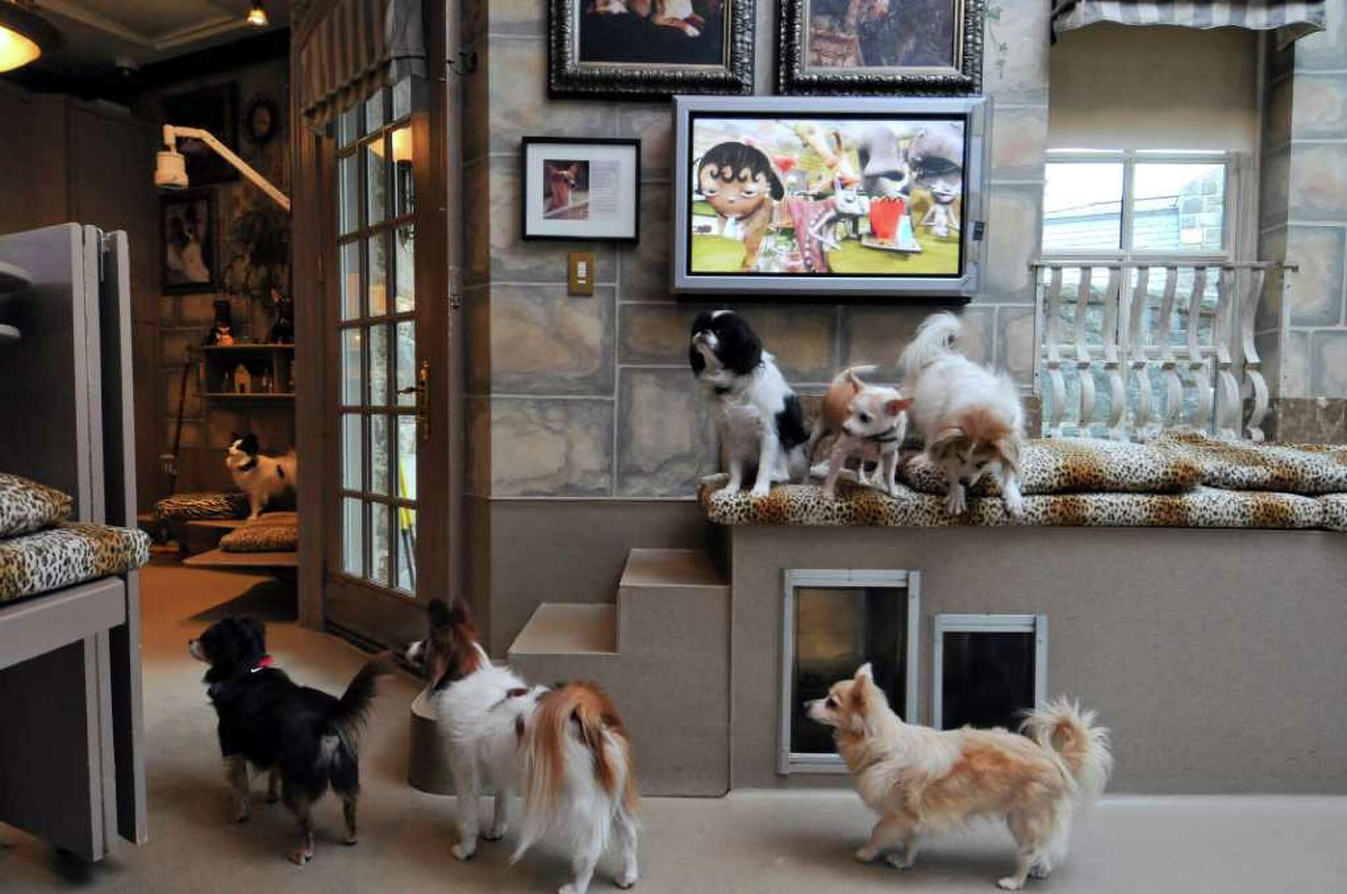 Drama, dogs and diamonds