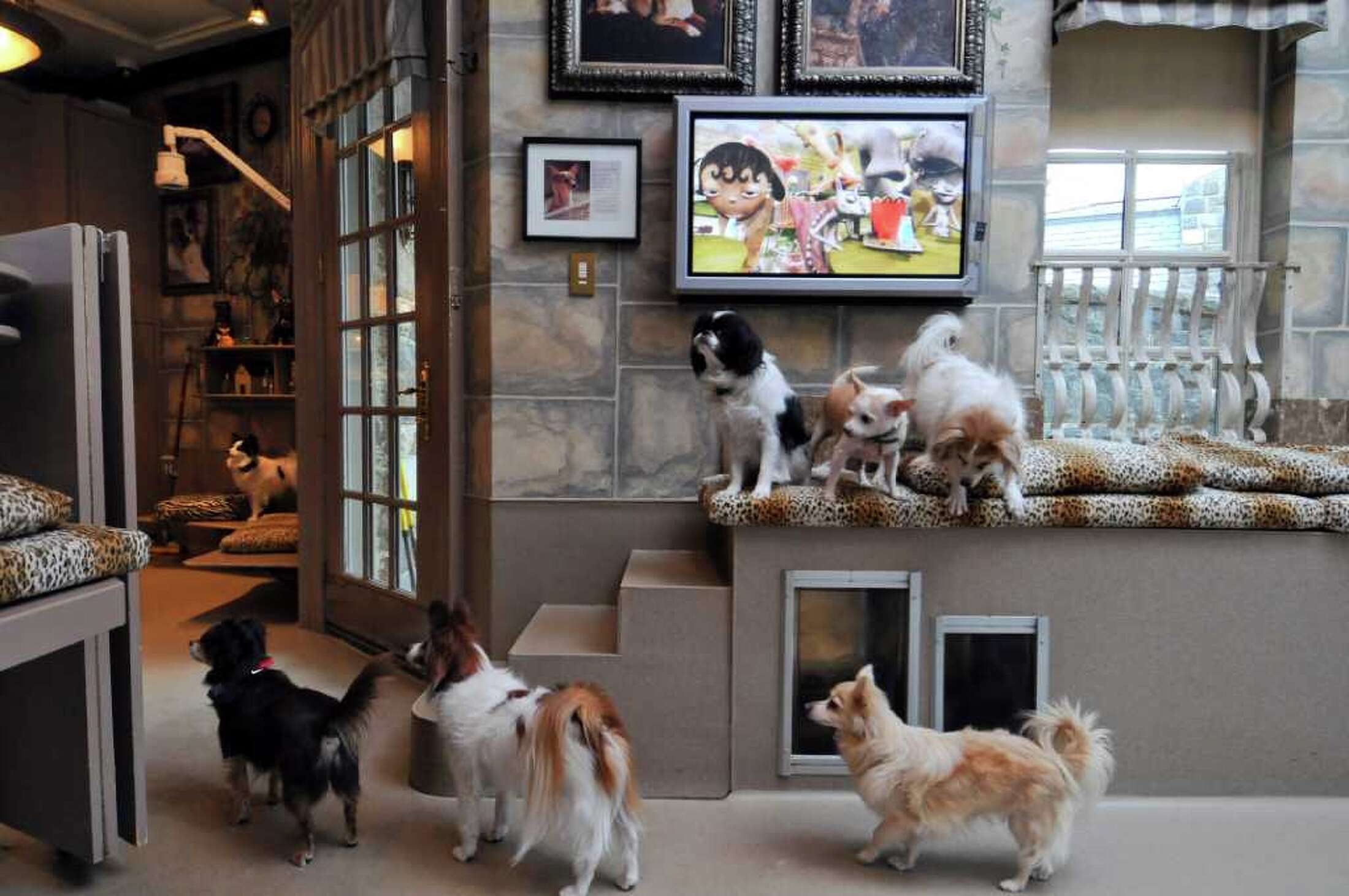 Drama, dogs and diamonds