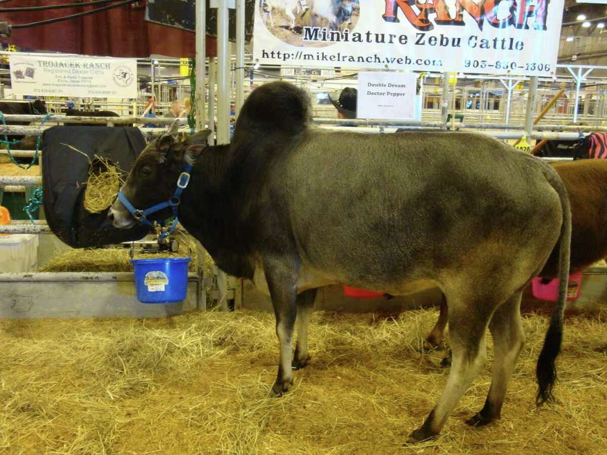 Showing zebus is a family affair