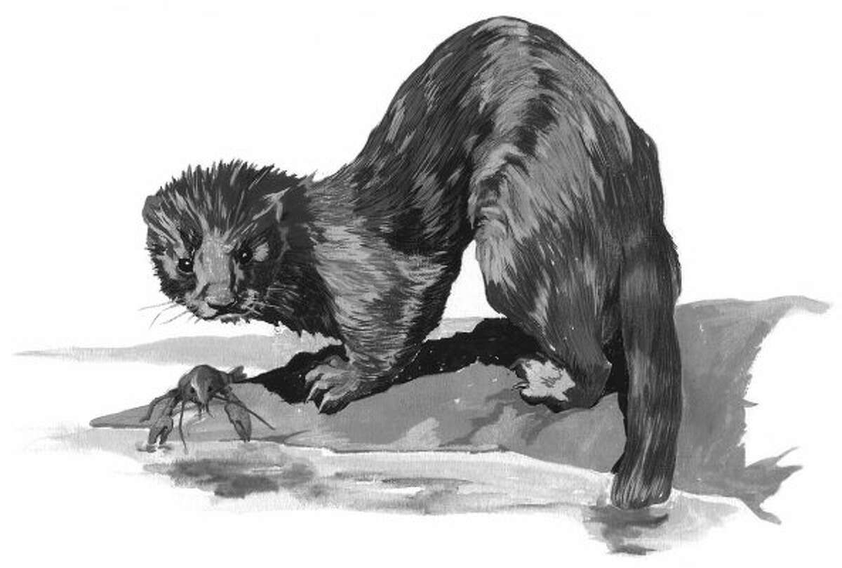 California's 20-pound invasive nutria problem could be worse than ...