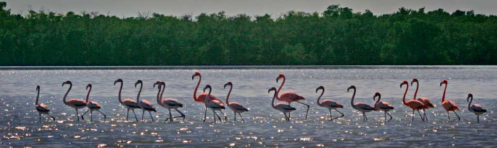 Where to see creatures in the wild