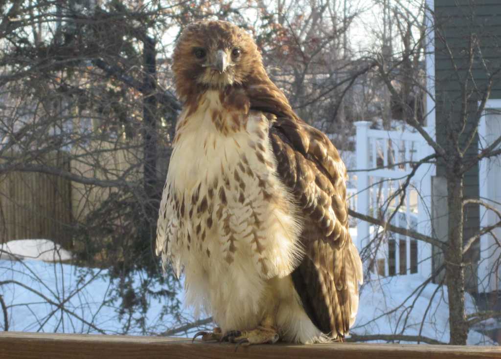Feds seek to ground aggressive Ludlowe hawk
