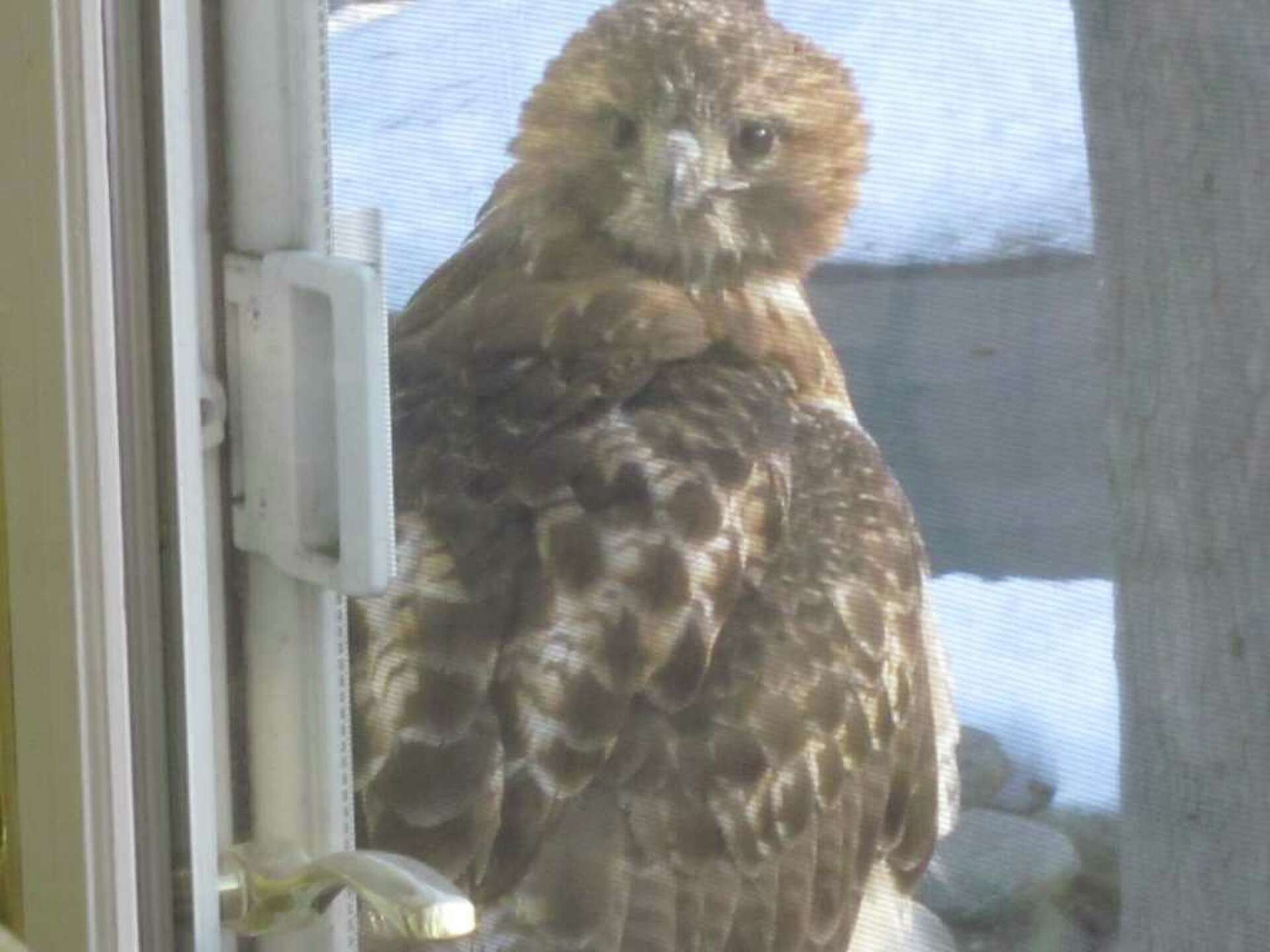 Feds seek to ground aggressive Ludlowe hawk
