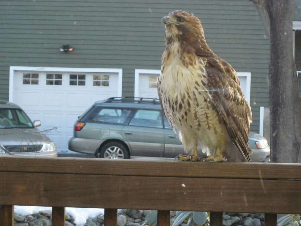 Feds seek to ground aggressive Ludlowe hawk
