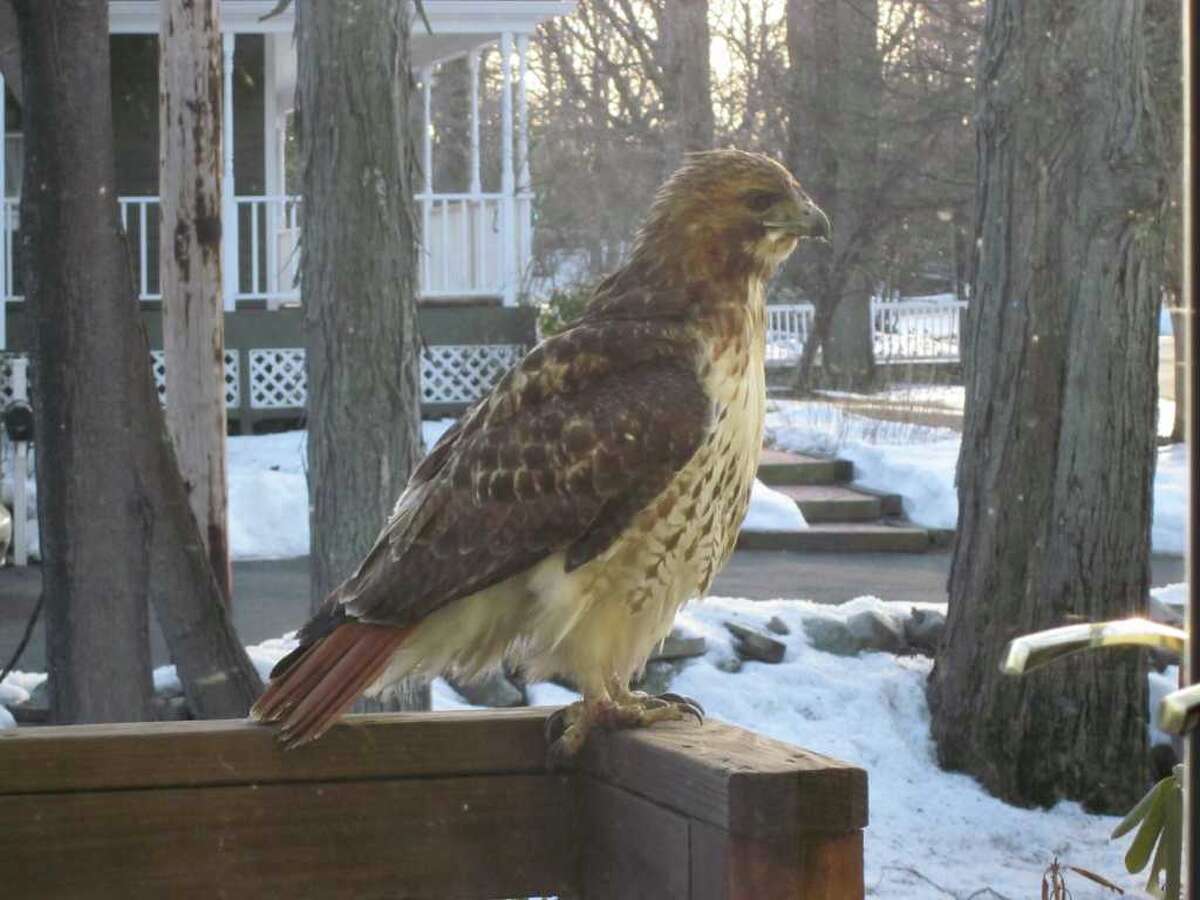 Feds seek to ground aggressive Ludlowe hawk