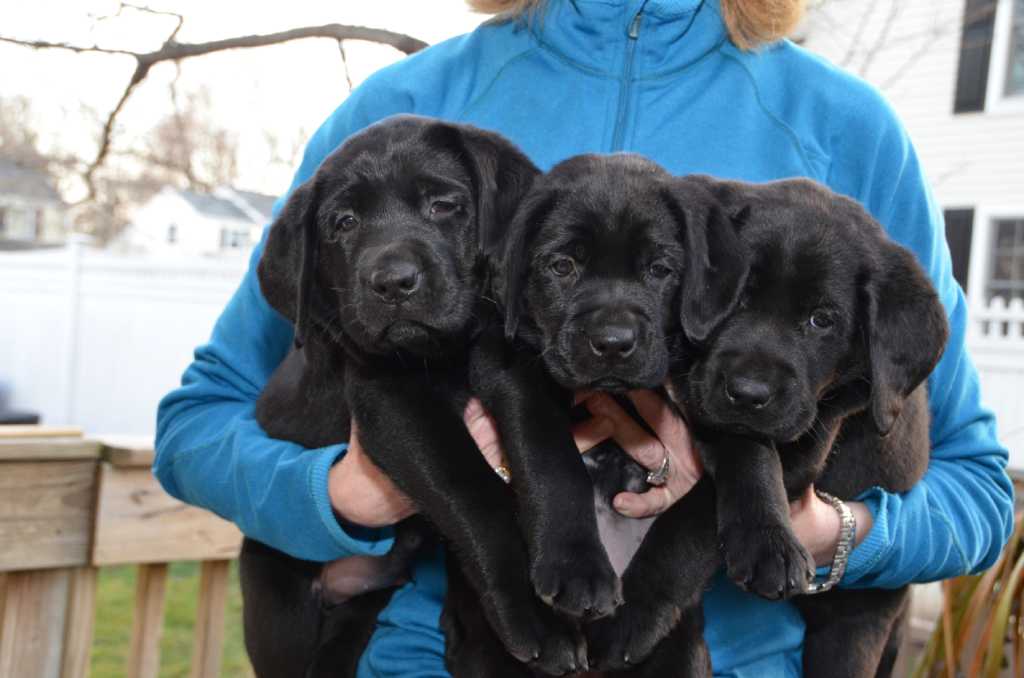 Darien families help socialize guide dogs