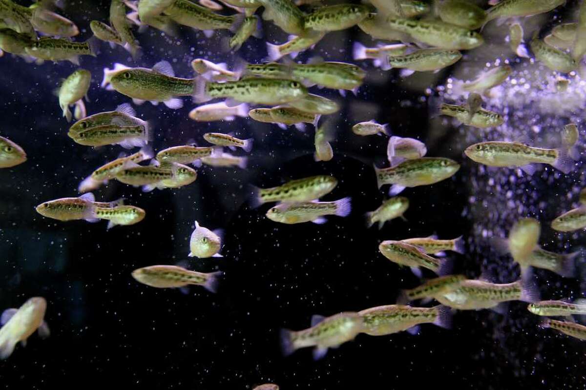 Endangered fish species find haven at hatchery