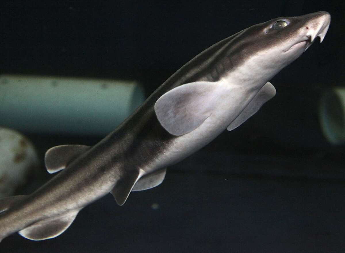 Academy of Sciences to mix sharks, penguins