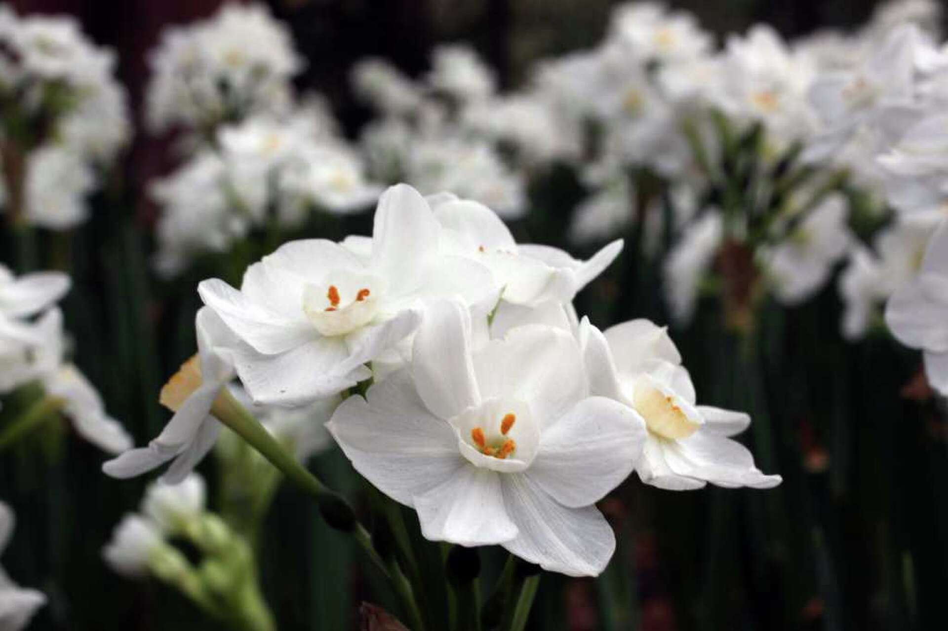 Rienzi a flower wonderland during garden events