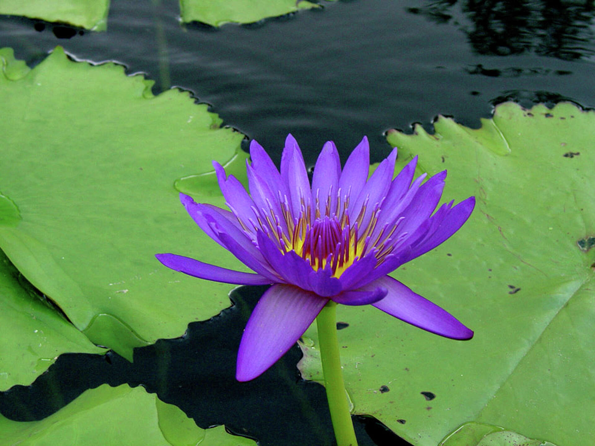 Botanists are committed to rescuing plants