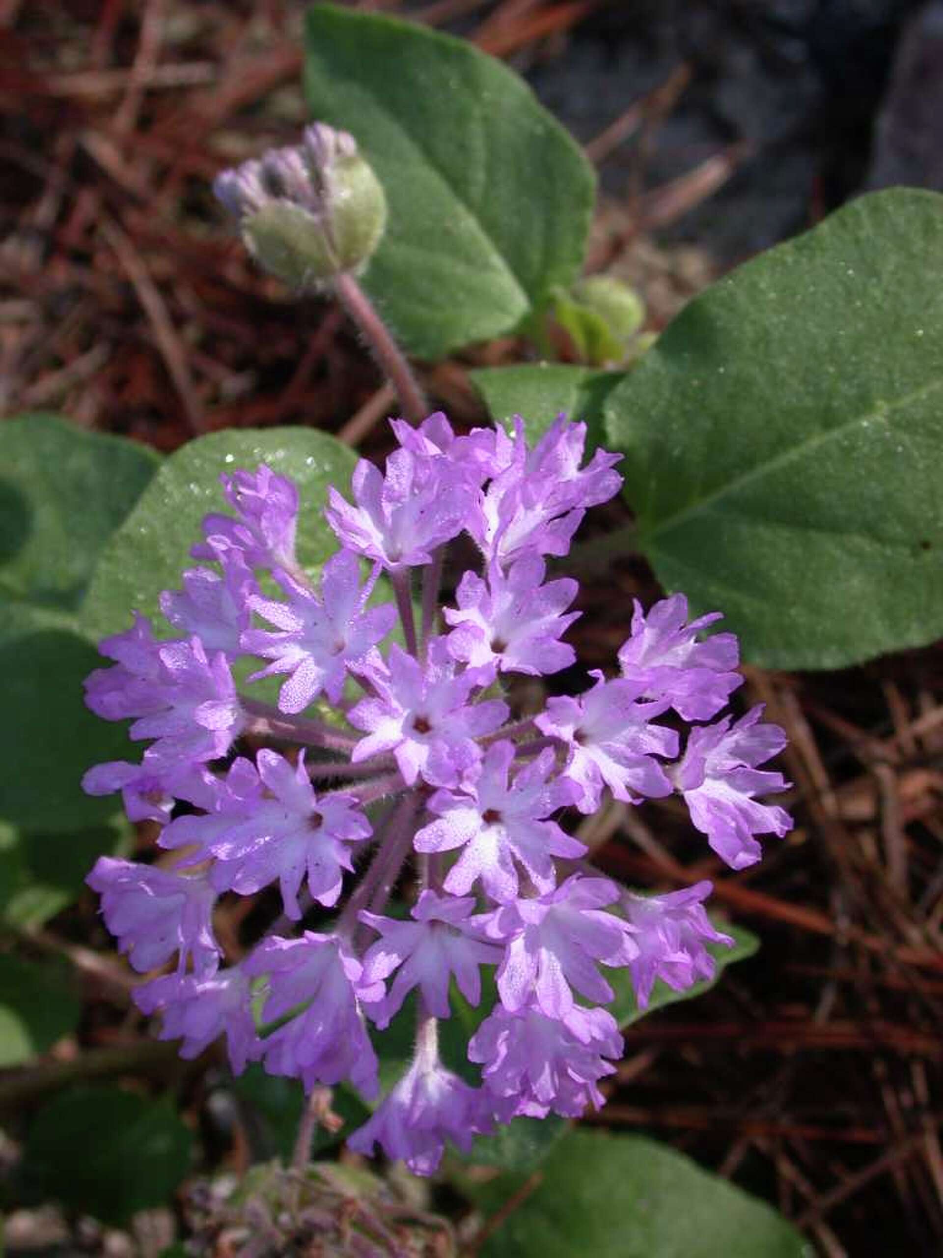 Botanists are committed to rescuing plants