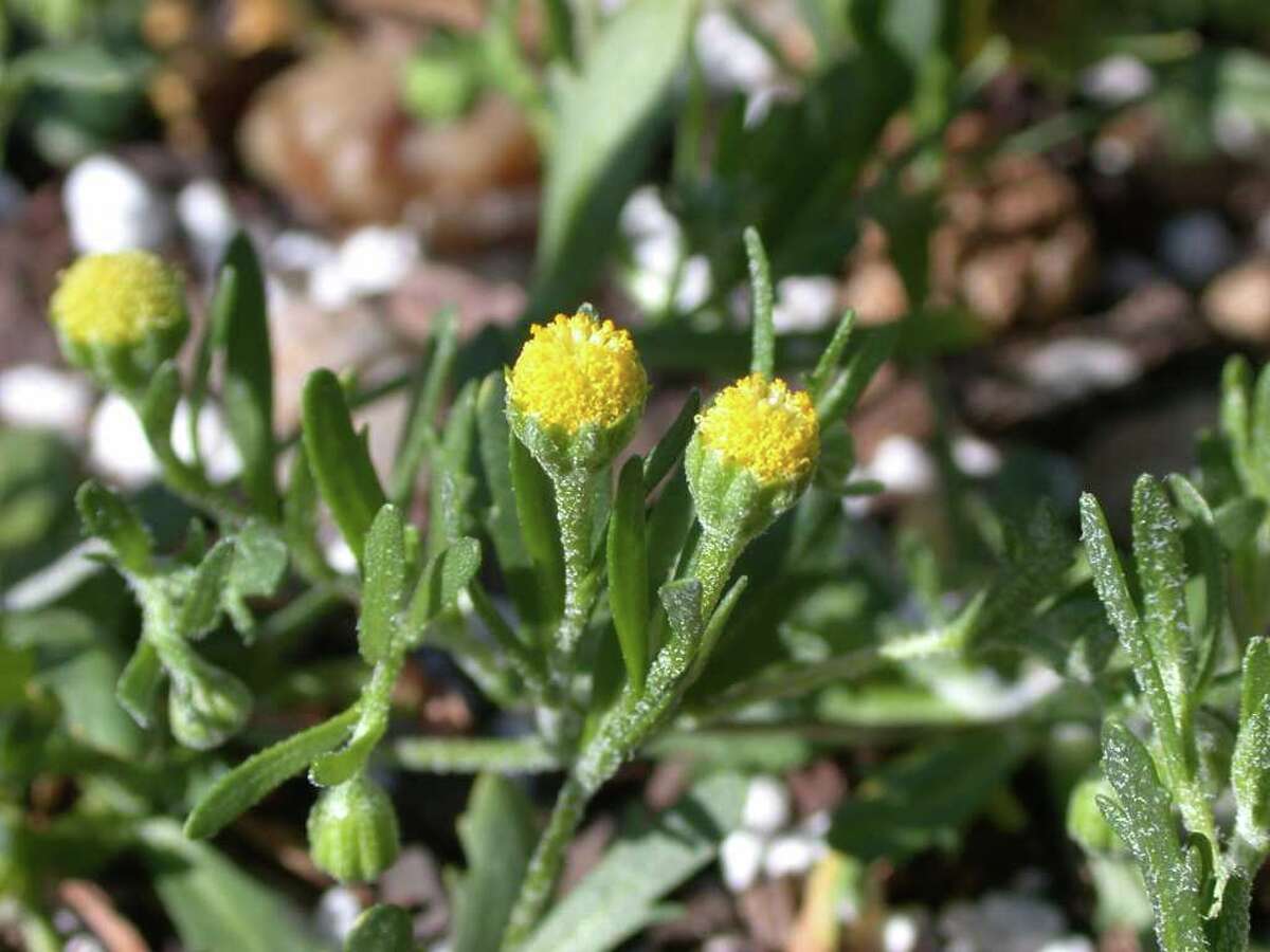 Botanists are committed to rescuing plants