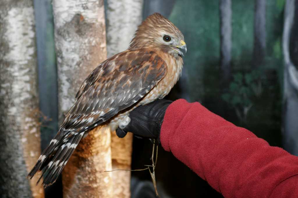 Raptor capture! Feds' falconer gets his hawk