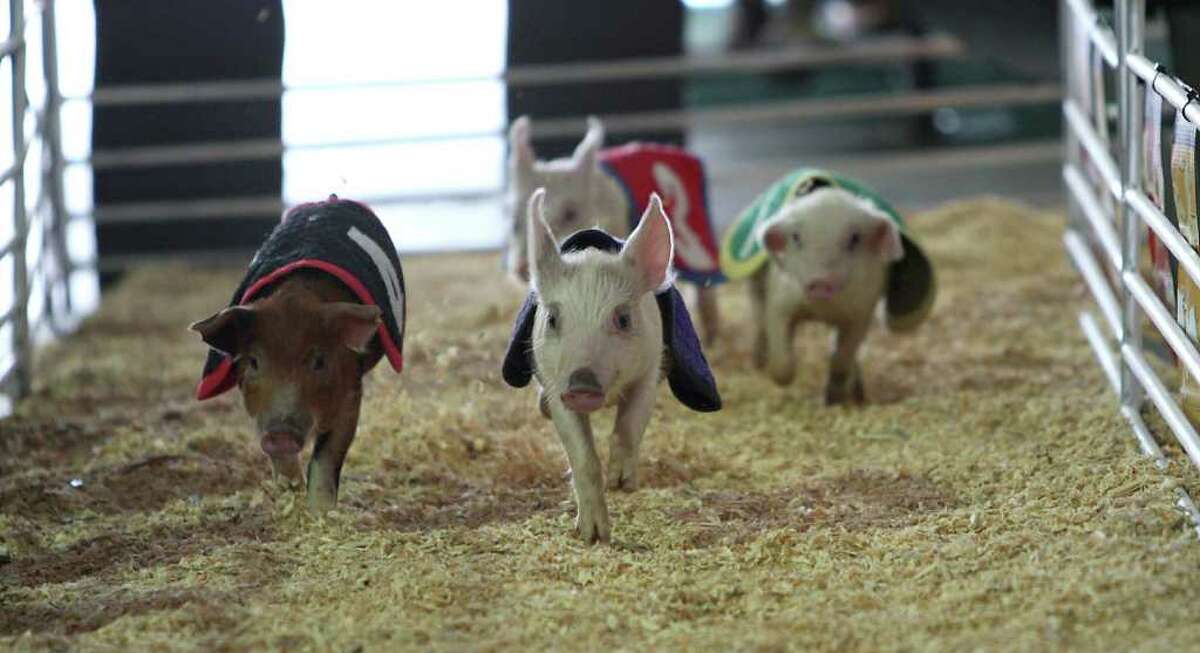 Pigs oink their way to Oreos at rodeo