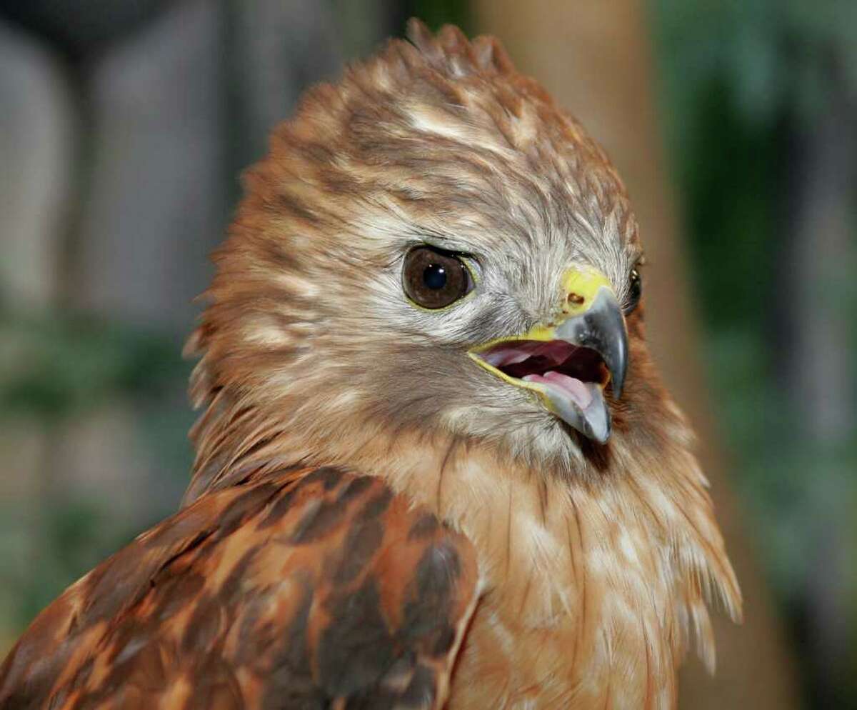 Aggressive hawk captured by feds