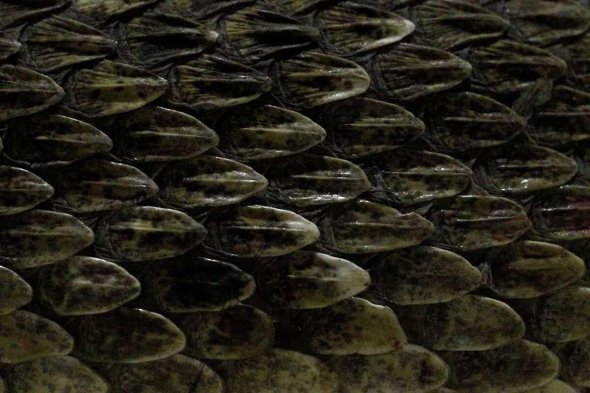 Sweetwater rattler roundup corrals fun by the gross